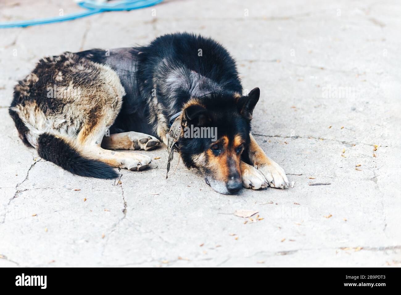 sick big dog Dermatitis and Disease on dog skin,bald patchy area of the ...