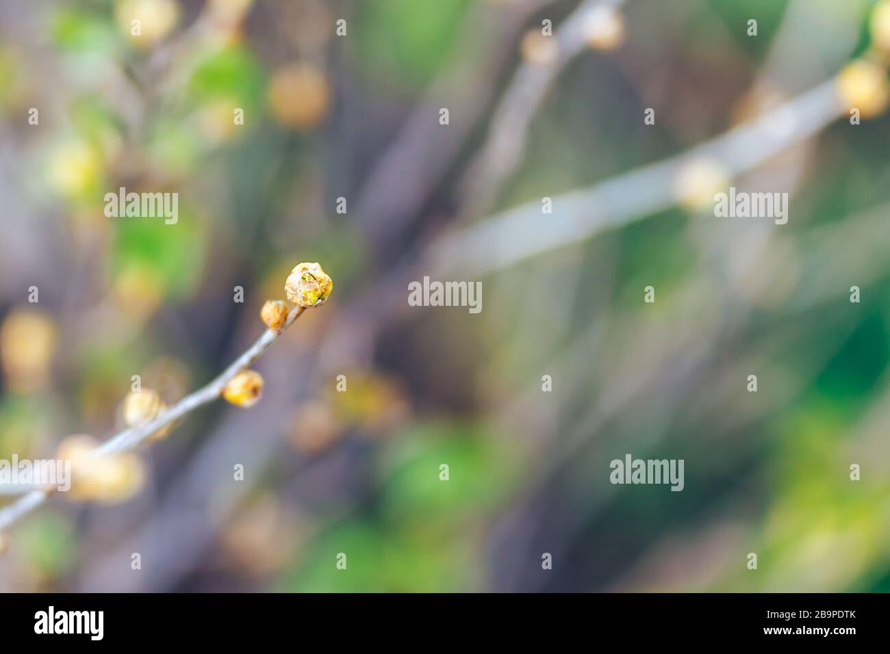 Young currant shoots affected by mites. Illness plant of currant ...