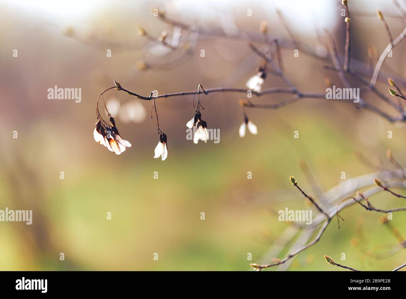 Helicopter fruit hi-res stock photography and images - Alamy
