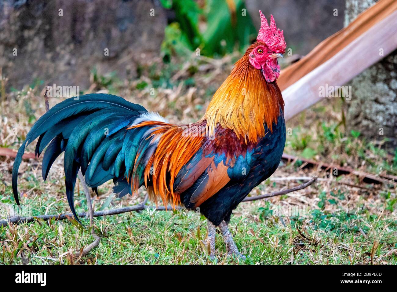 Male Red junglefowl (Gallus gallus Stock Photo - Alamy