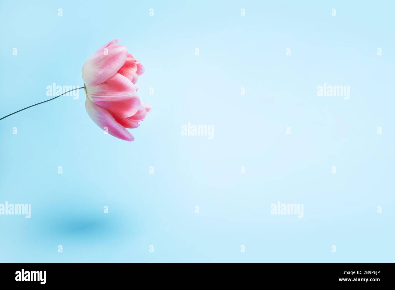 Garbage flower hi-res stock photography and images - Alamy