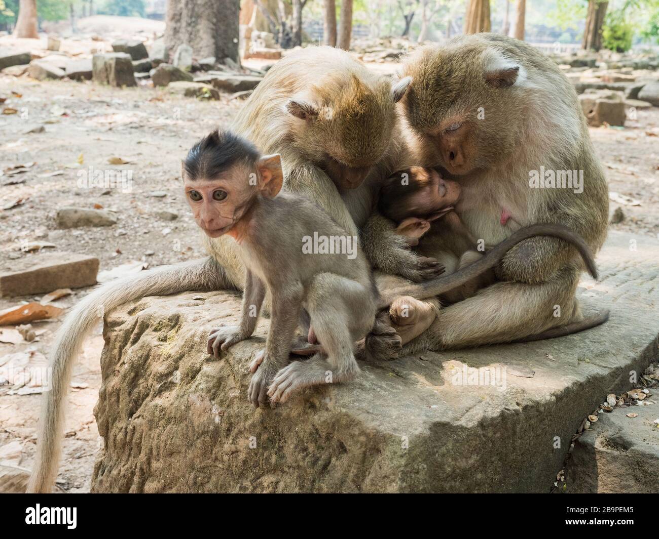 Indian Macaque (Macaca leonina). Family of Indian macaques sitting on ...