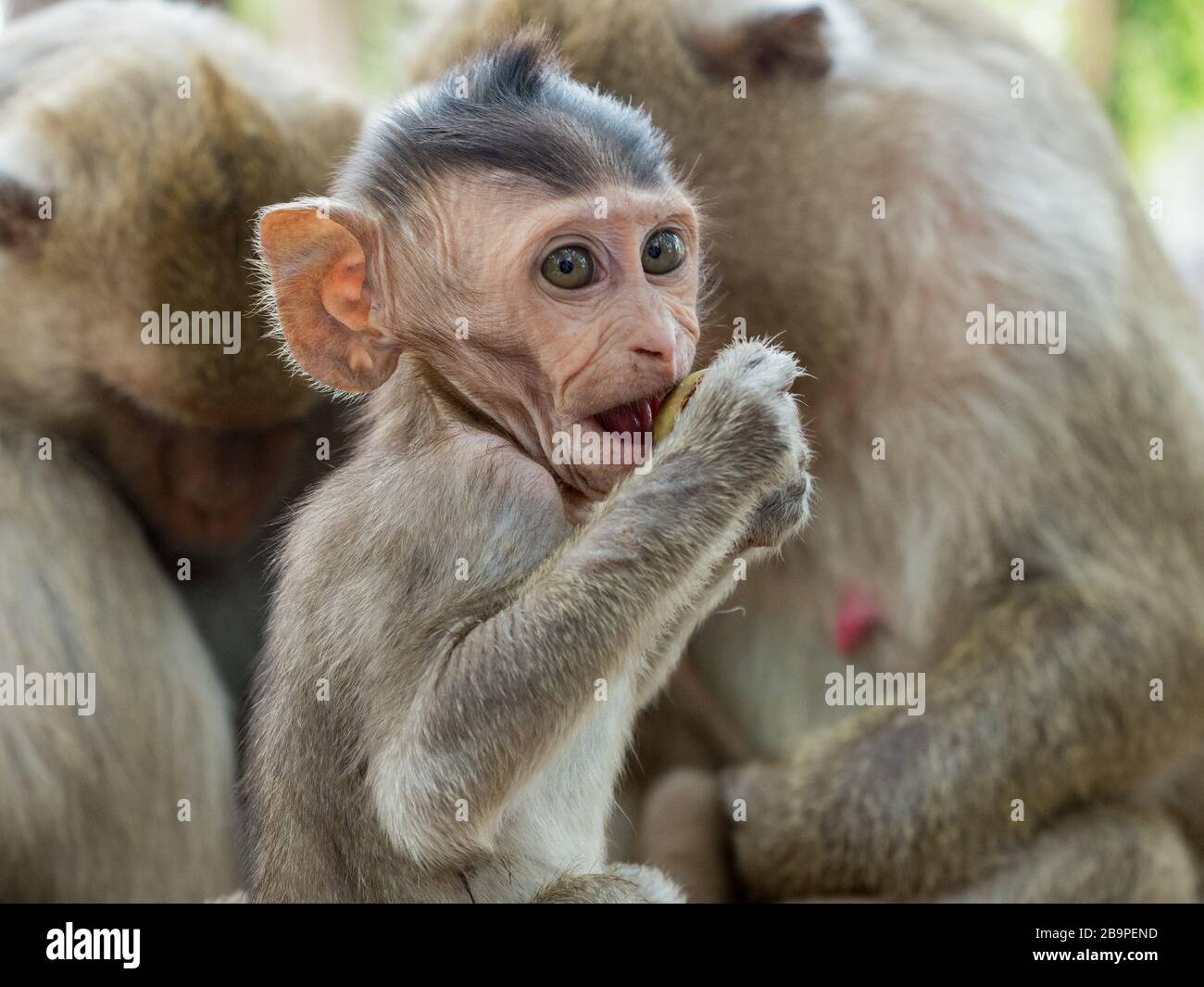 Indian Macaque (Macaca leonina). A cute chinese macaque cub sitting in ...