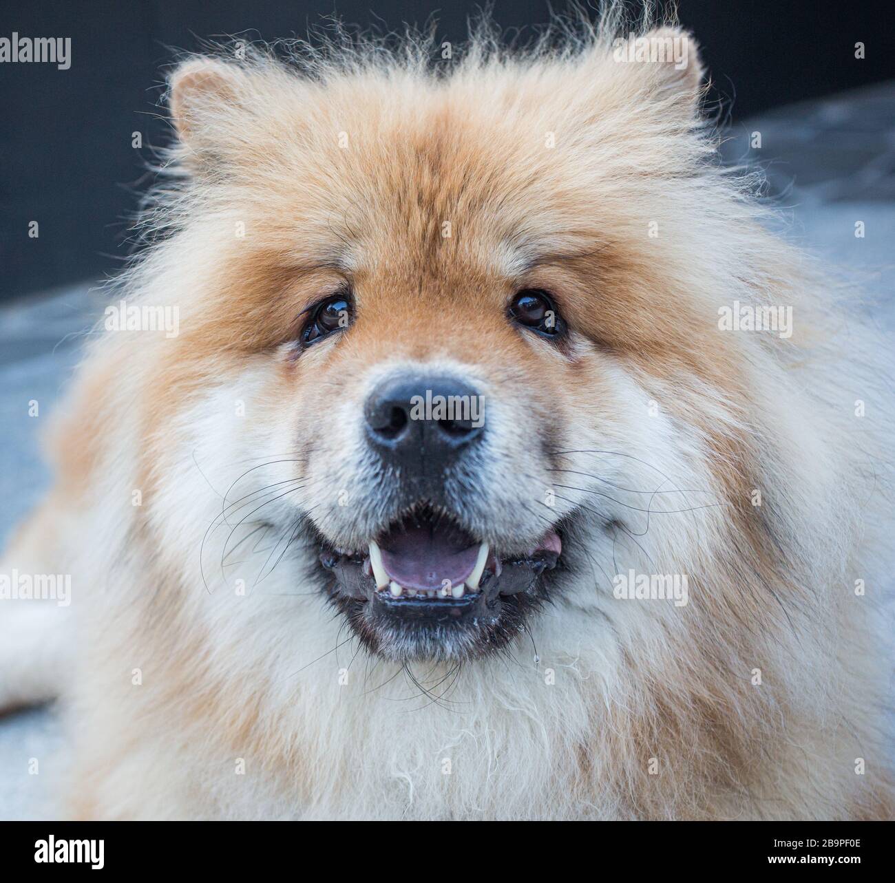 Chow Chow dog Stock Photo - Alamy