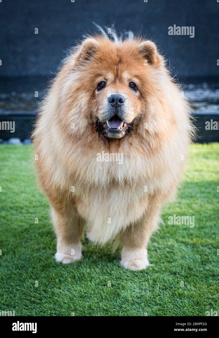 Chow Chow dog Stock Photo - Alamy