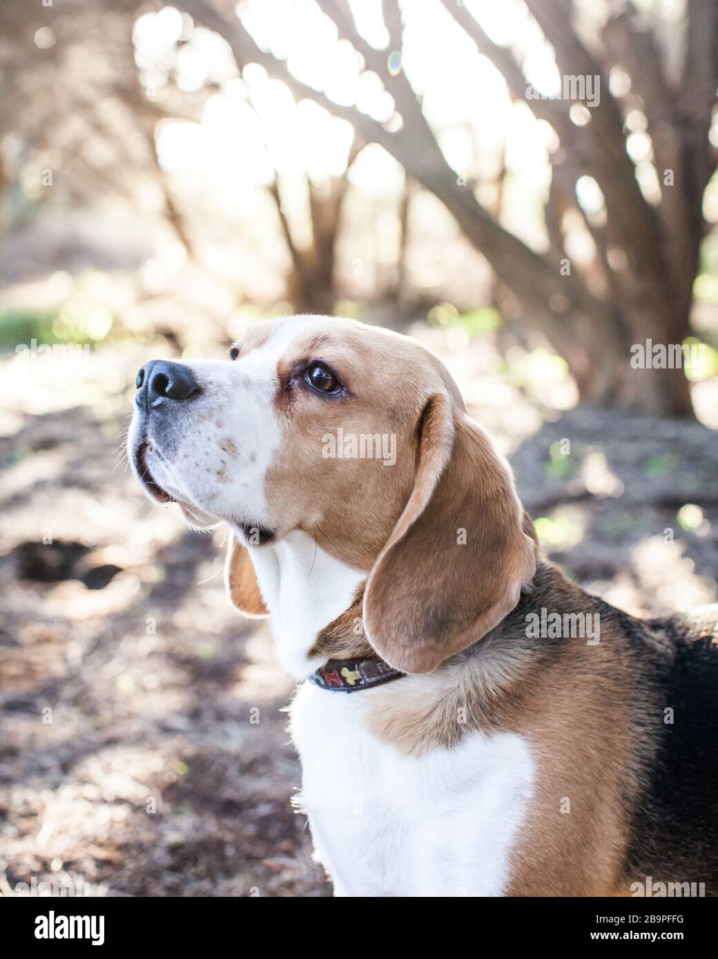 Puppy on alert hi-res stock photography and images - Alamy