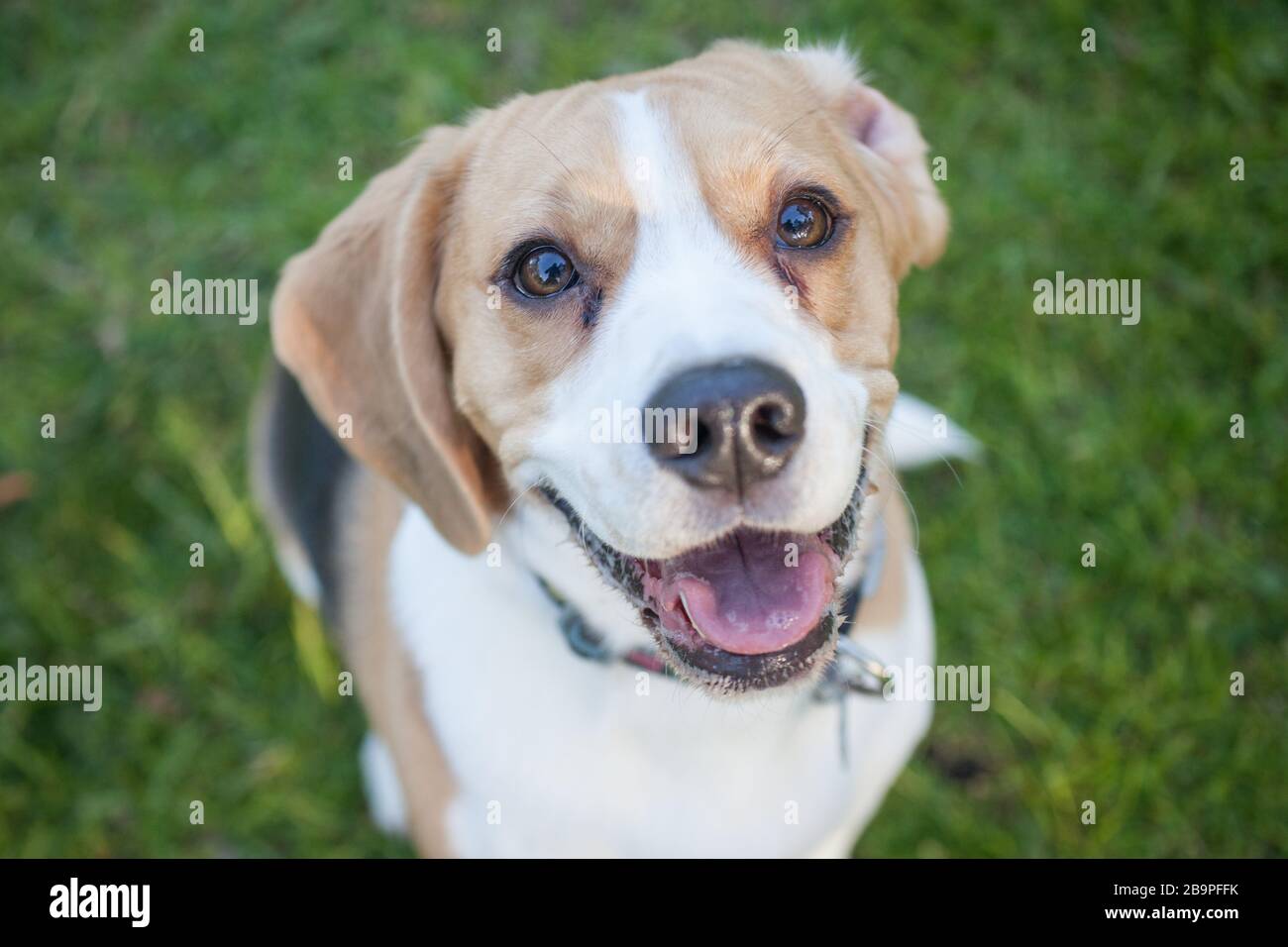 Happy beagle hi-res stock photography and images - Alamy