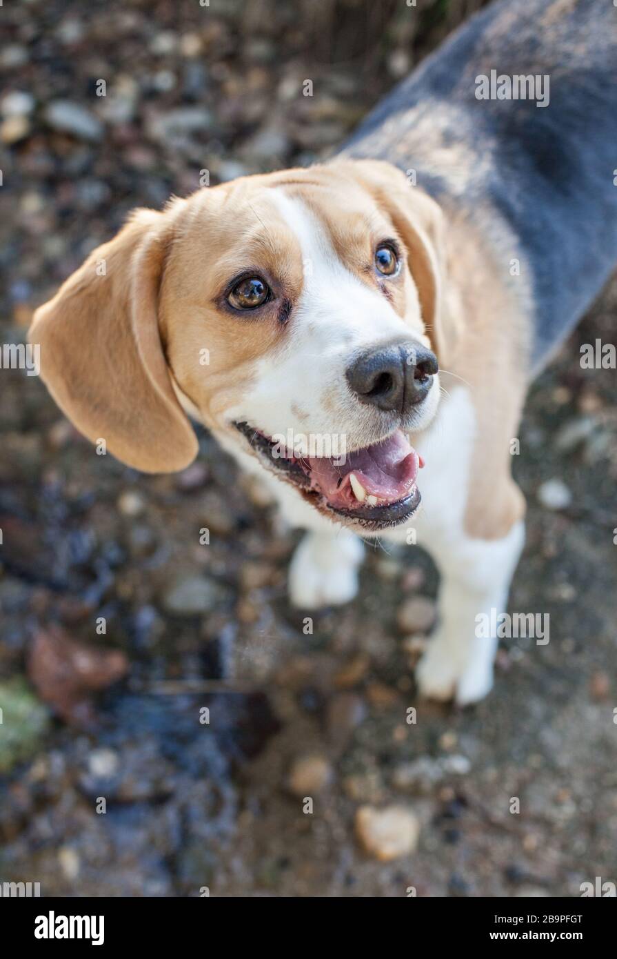 Cute beagle looking camera hi-res stock photography and images - Alamy