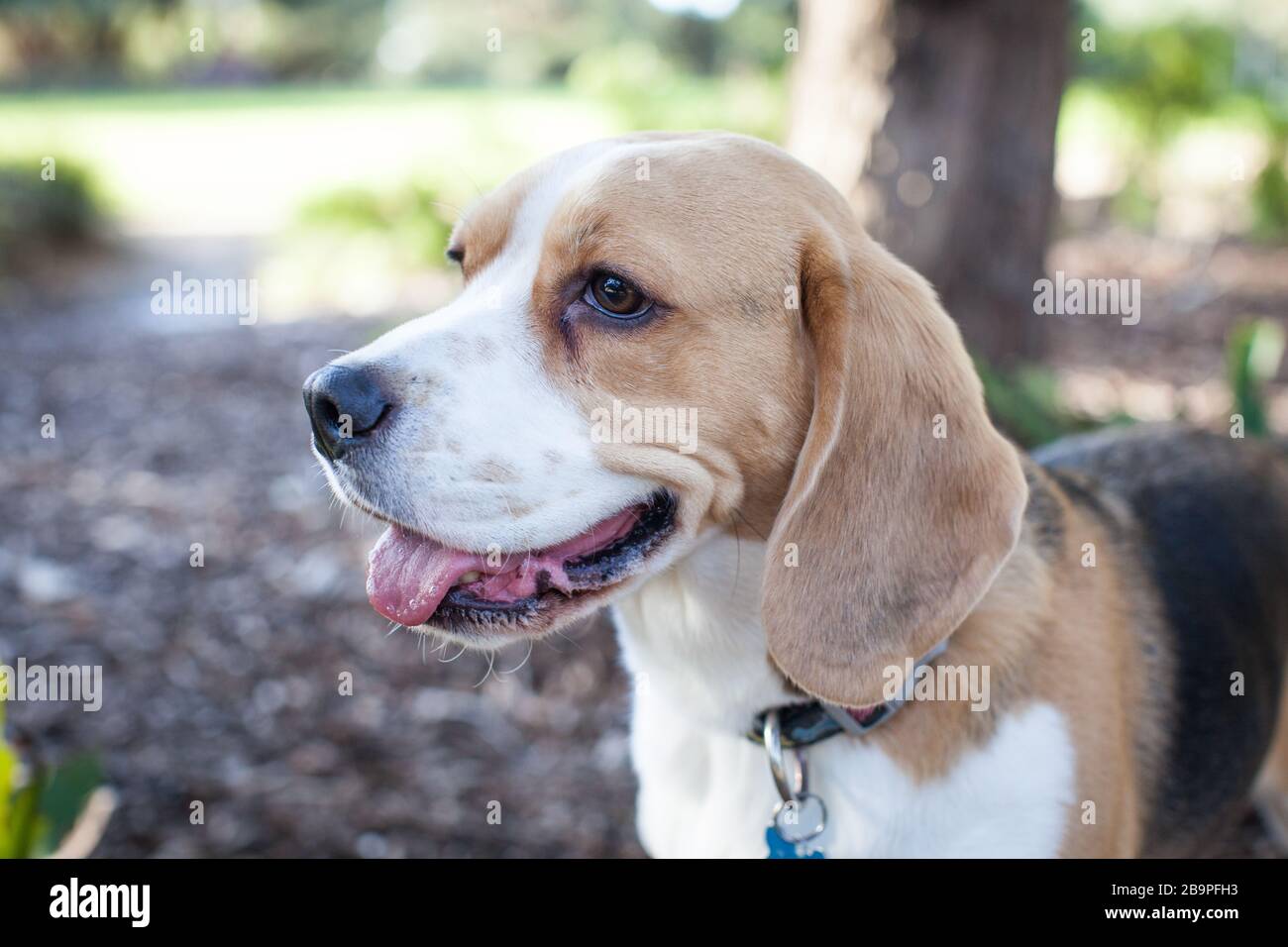 Beagle puppy tongue hi-res stock photography and images - Alamy
