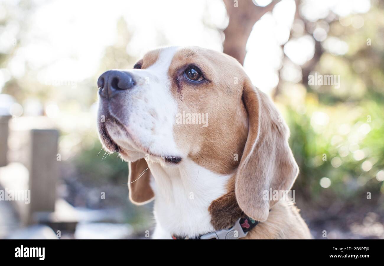 Beagle profile hi-res stock photography and images - Alamy