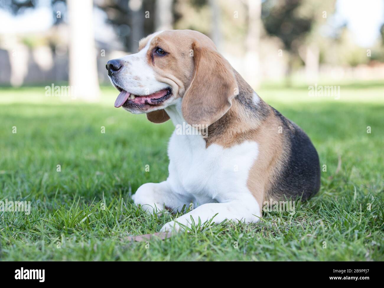 Beagle puppy panting hi-res stock photography and images - Alamy