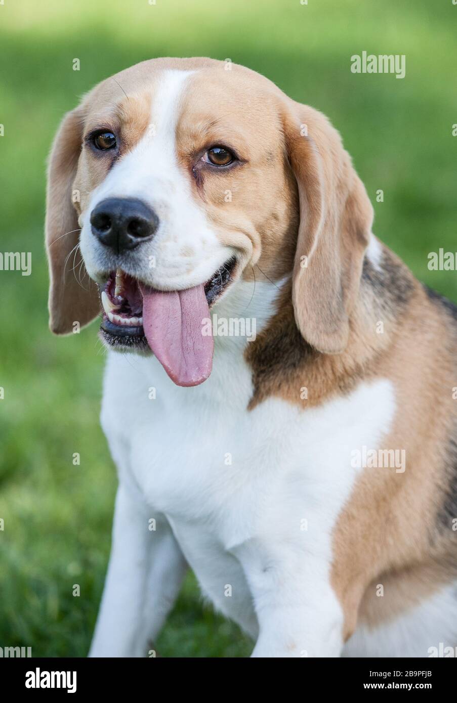 Beagle puppy tongue hi-res stock photography and images - Alamy
