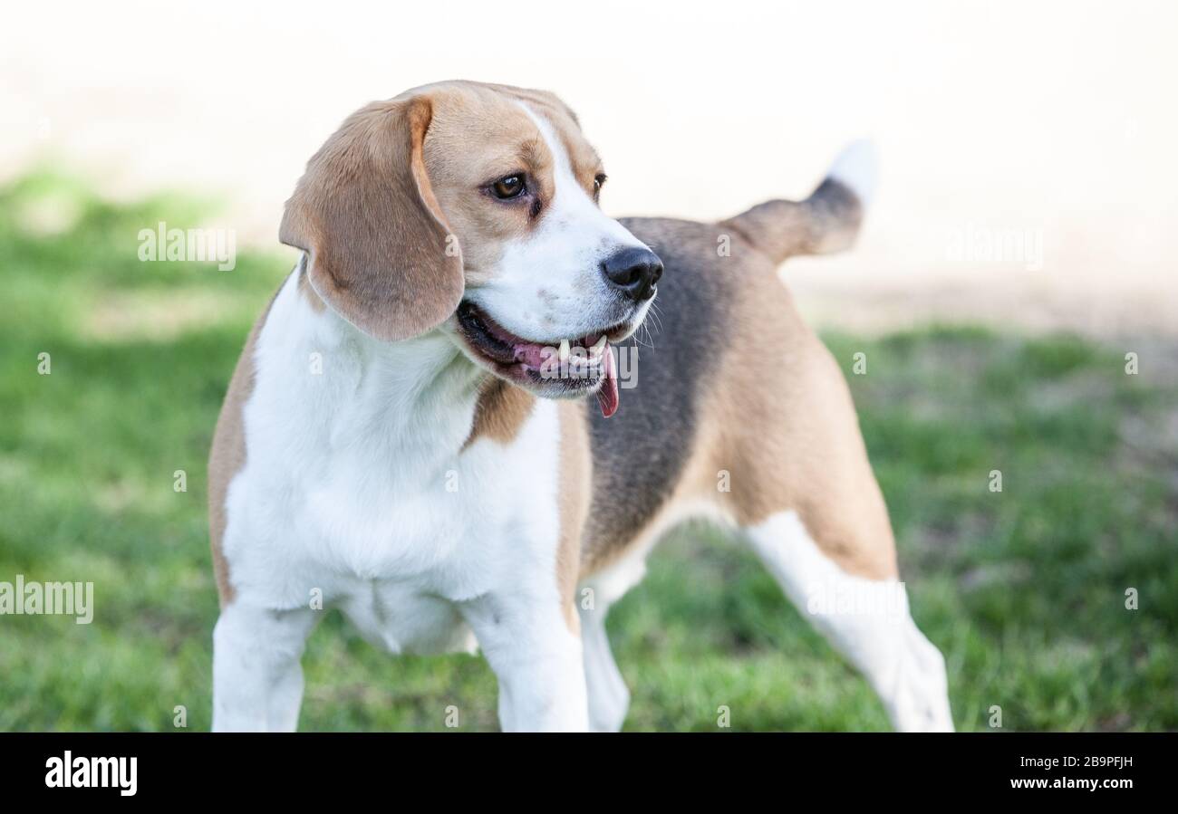 Happy beagle hi-res stock photography and images - Alamy