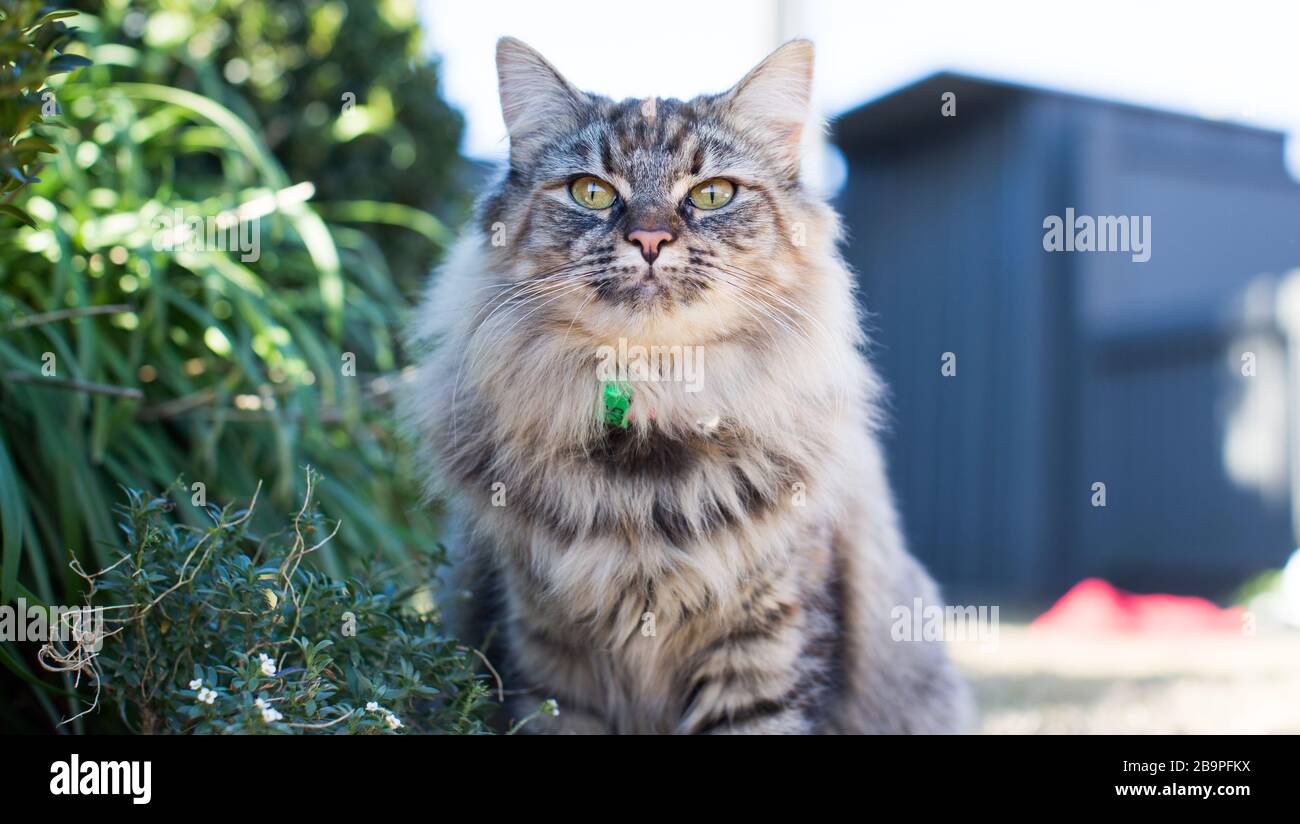 Long haired pet cat hi-res stock photography and images - Alamy