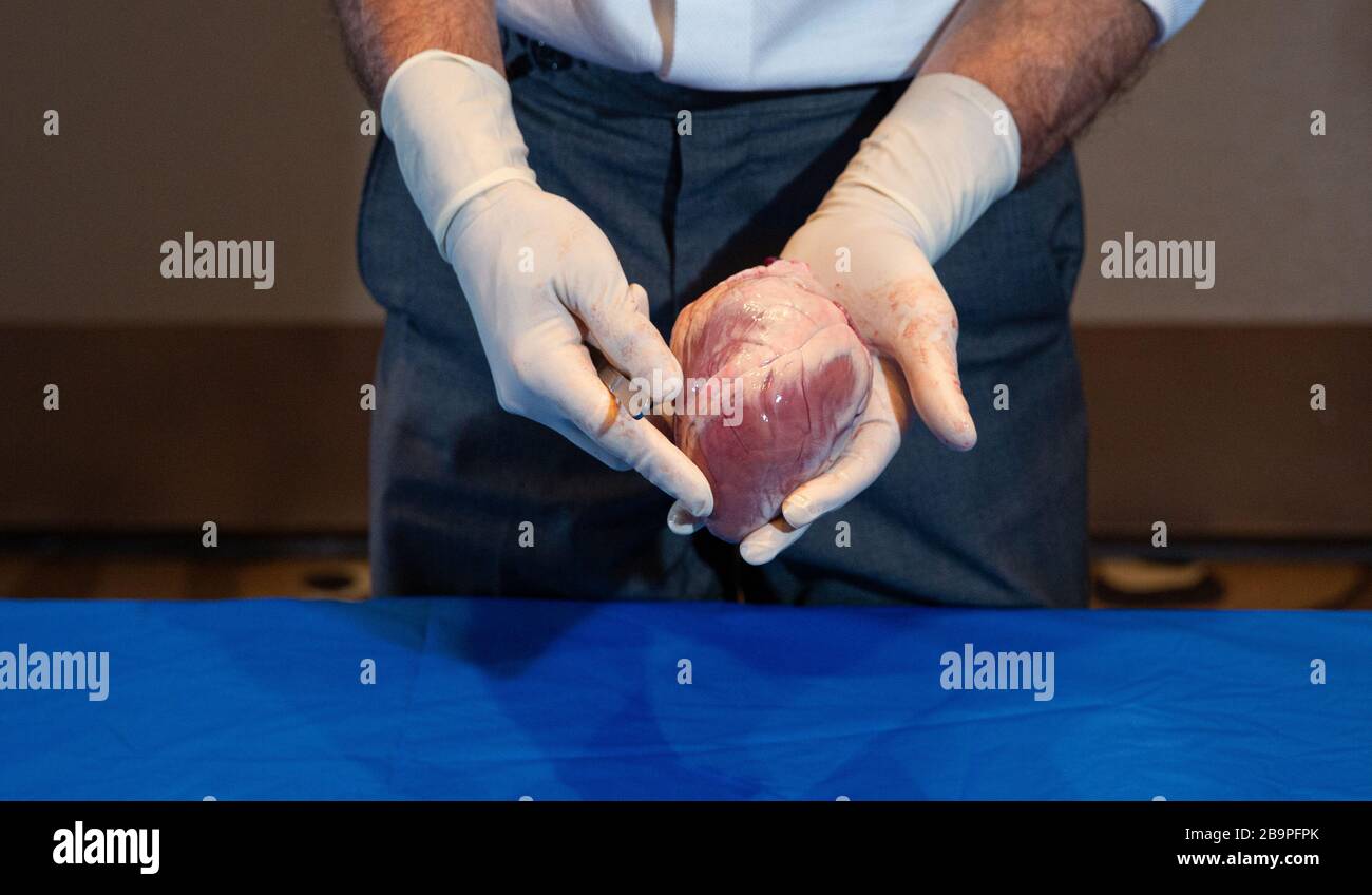 Surgeon dissecting a sheep's heart Stock Photo - Alamy