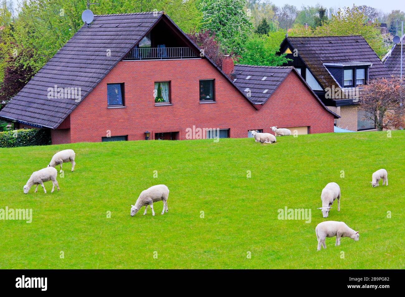 Sheep in front of an idyllic typical German farmhouse. Brake Lower ...