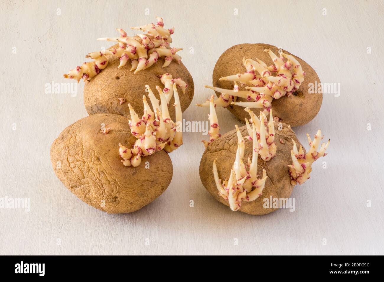 Sprouted potatoes potato sprout hi-res stock photography and images - Alamy