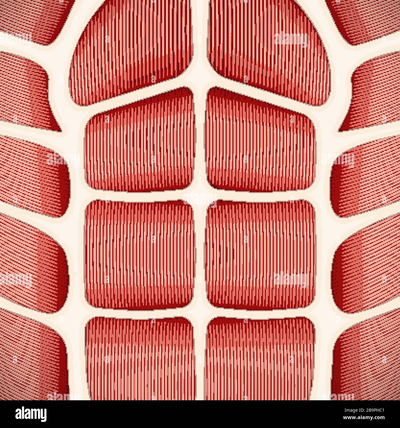 human abdominal muscles Stock Vector Image & Art - Alamy