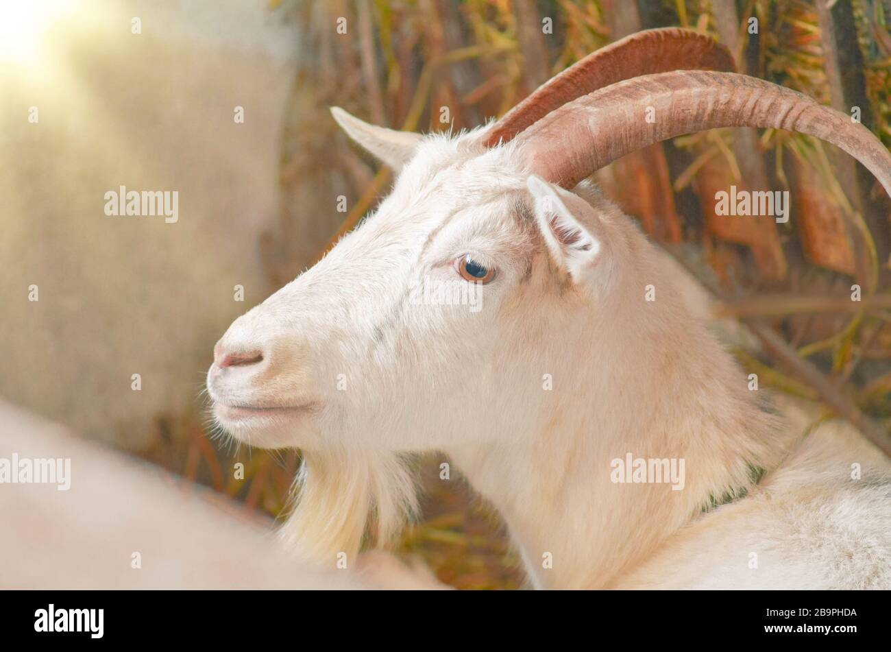 Domestic white goat breed for milk producer. Agriculture breeding goats ...