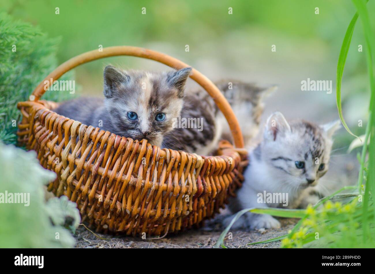 Three multicolored cute little kittens posing together surrounded by ...