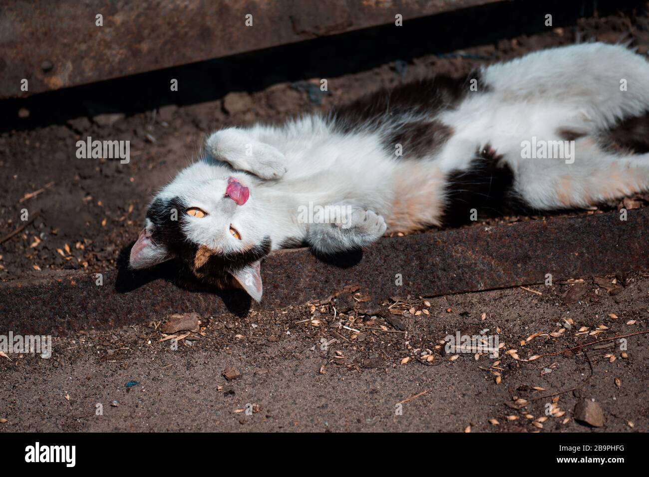 White cat on village road hi-res stock photography and images - Alamy