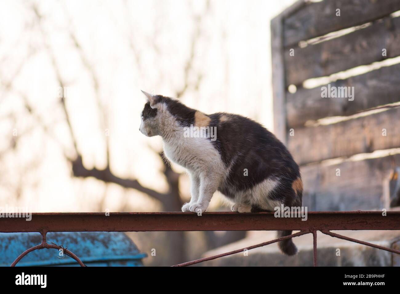 Cute farm cat. Adult village cat on farm Stock Photo - Alamy
