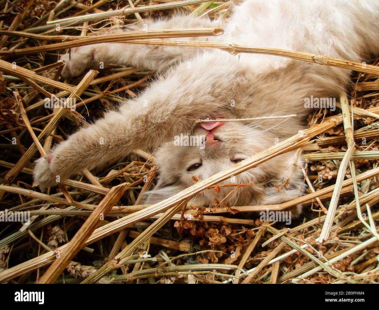 Young cat on the farm. Cat on the farm licks his chops. Cat licking ...