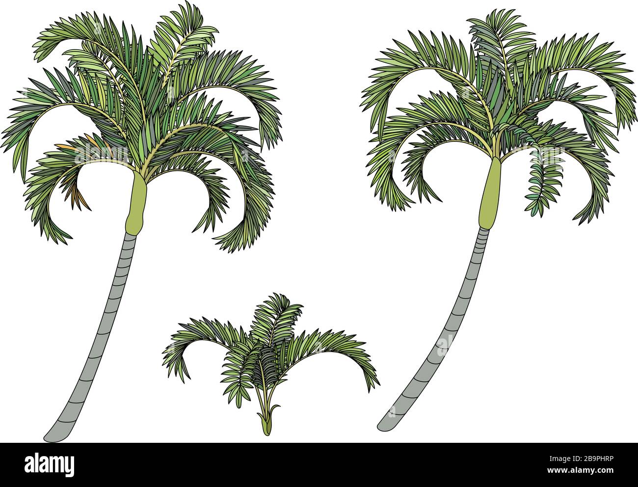 Palm Tree Clip Art Drawings