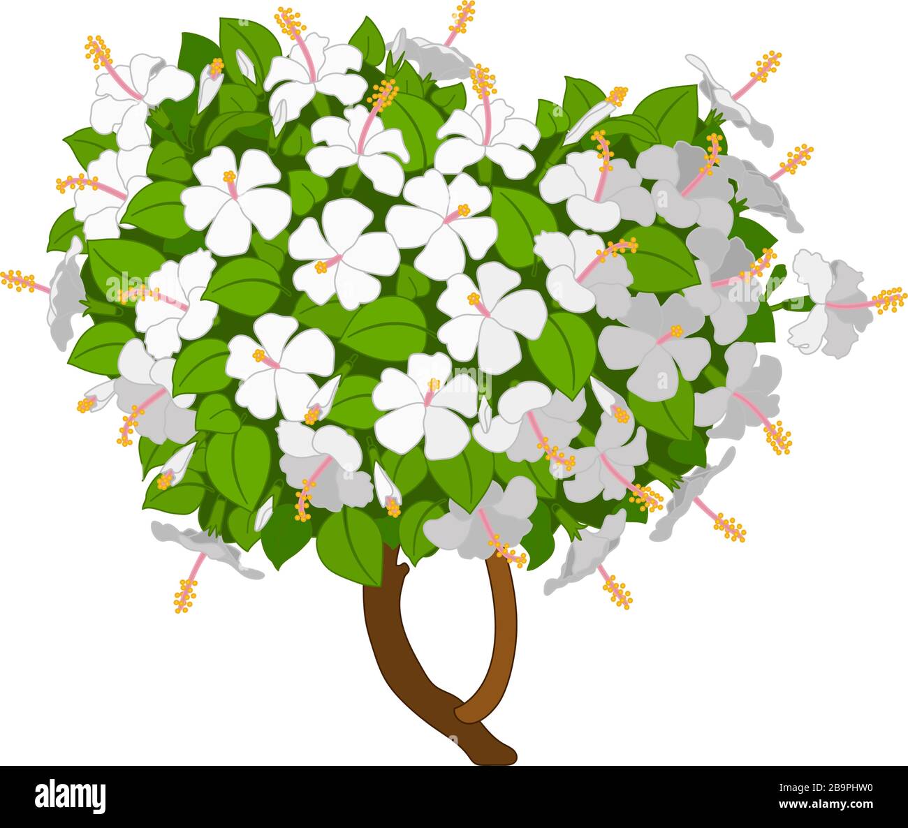 vector handdrawn plant clipart Hibiscus garden bush Stock Vector Image ...