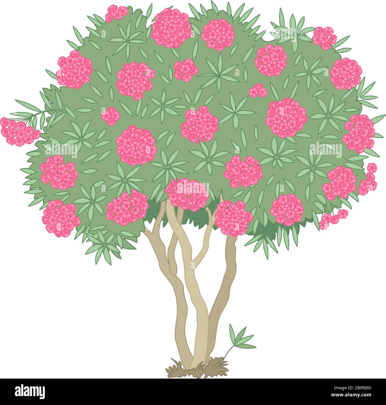 vector handdrawn plant clipart blooming Oleander tree Stock Vector ...