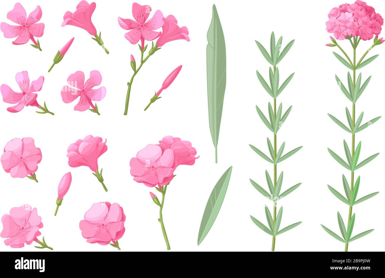 vector handdrawn plant clipart Oleander flowers set Stock Vector Image ...