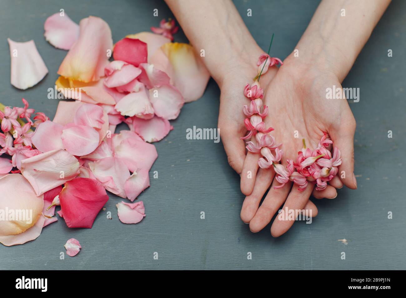 Pink flower petals in woman's hands Stock Photo - Alamy
