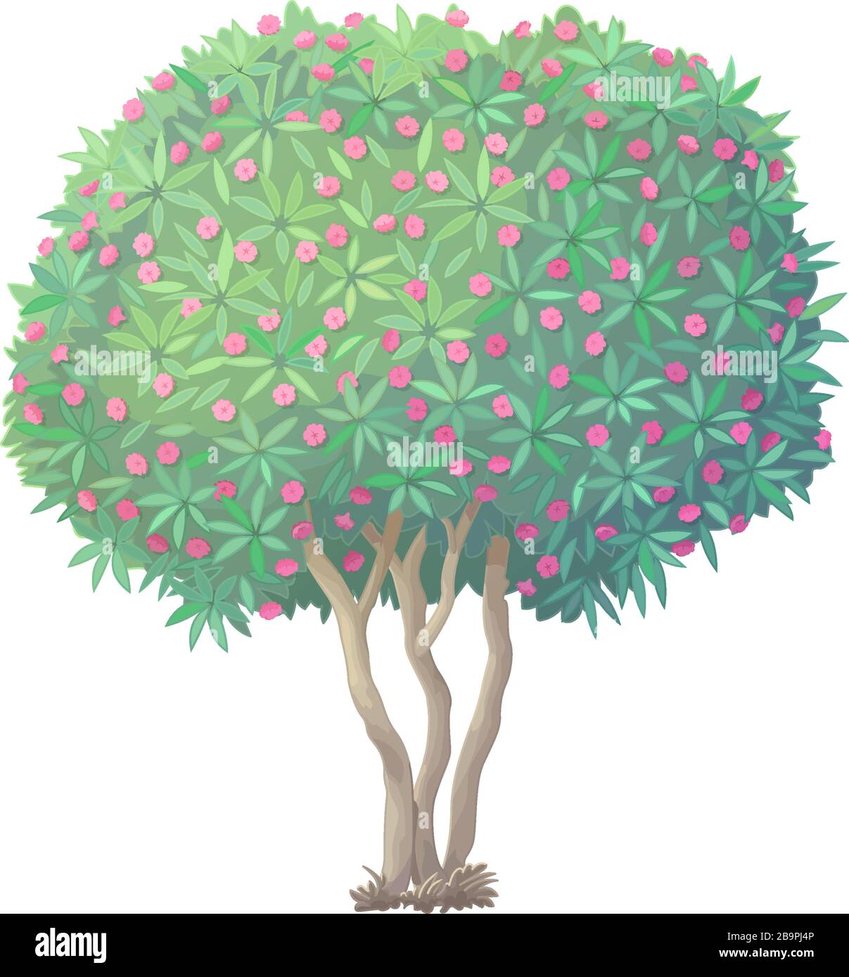 vector handdrawn plant clipart blooming Oleander tree Stock Vector ...