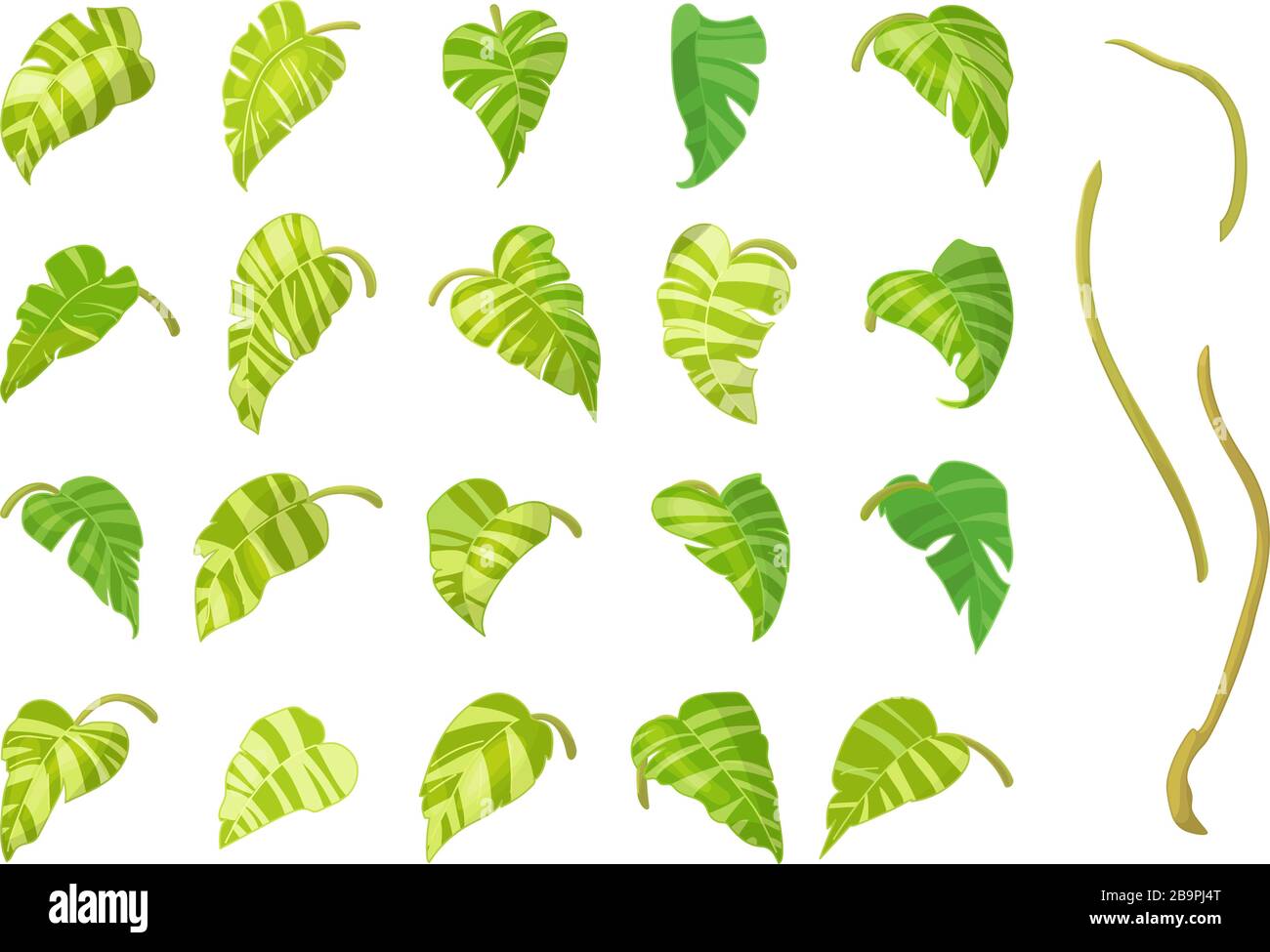 Devils ivy leaf plant Cut Out Stock Images & Pictures - Alamy