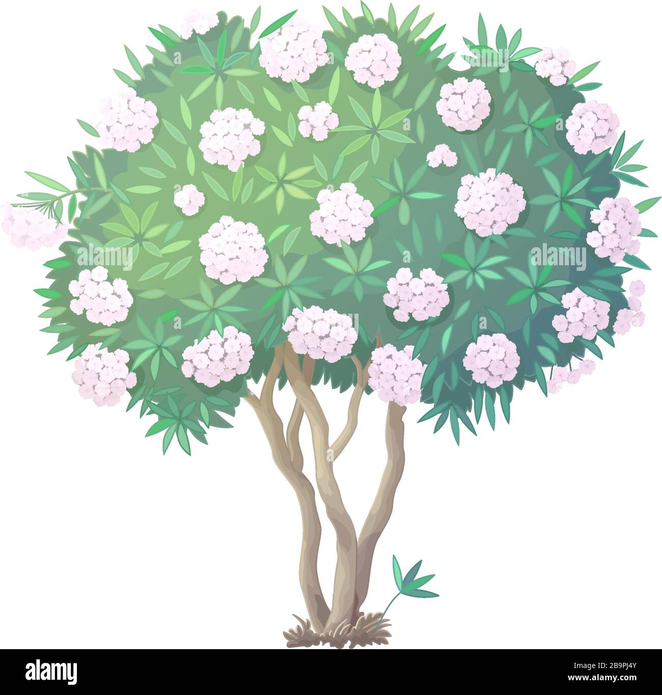 Oleander illustration Stock Vector Images - Alamy
