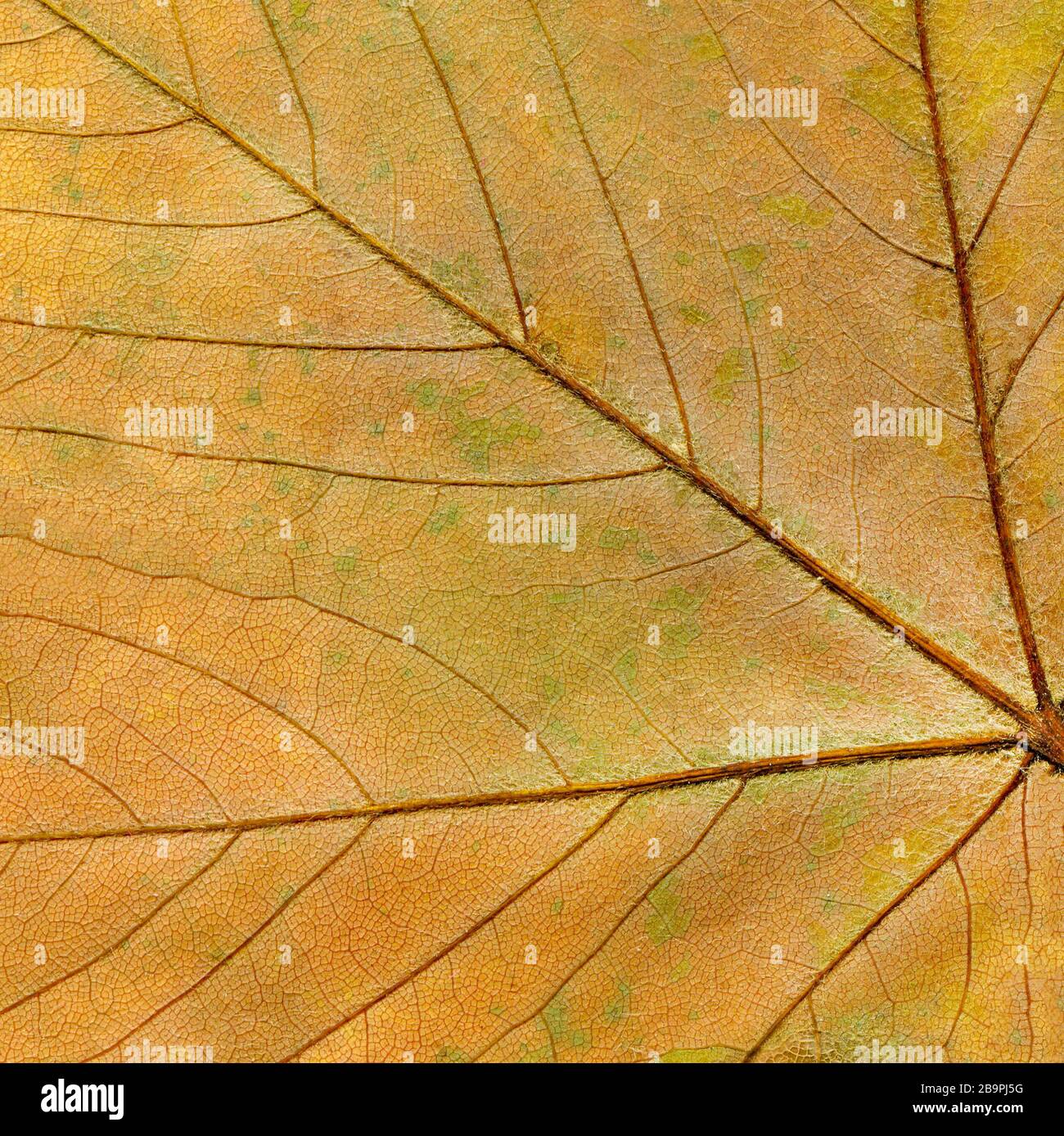 Colorful texture of autumn leaf. Autumn leaf texture background. Space ...