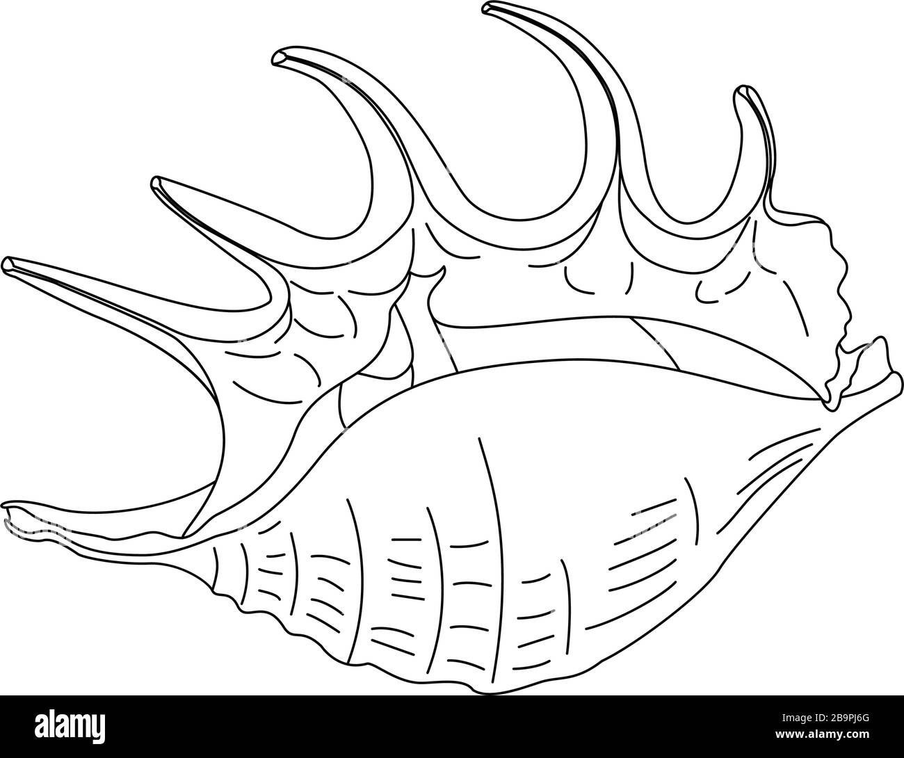 Conch Shell Clip Art
