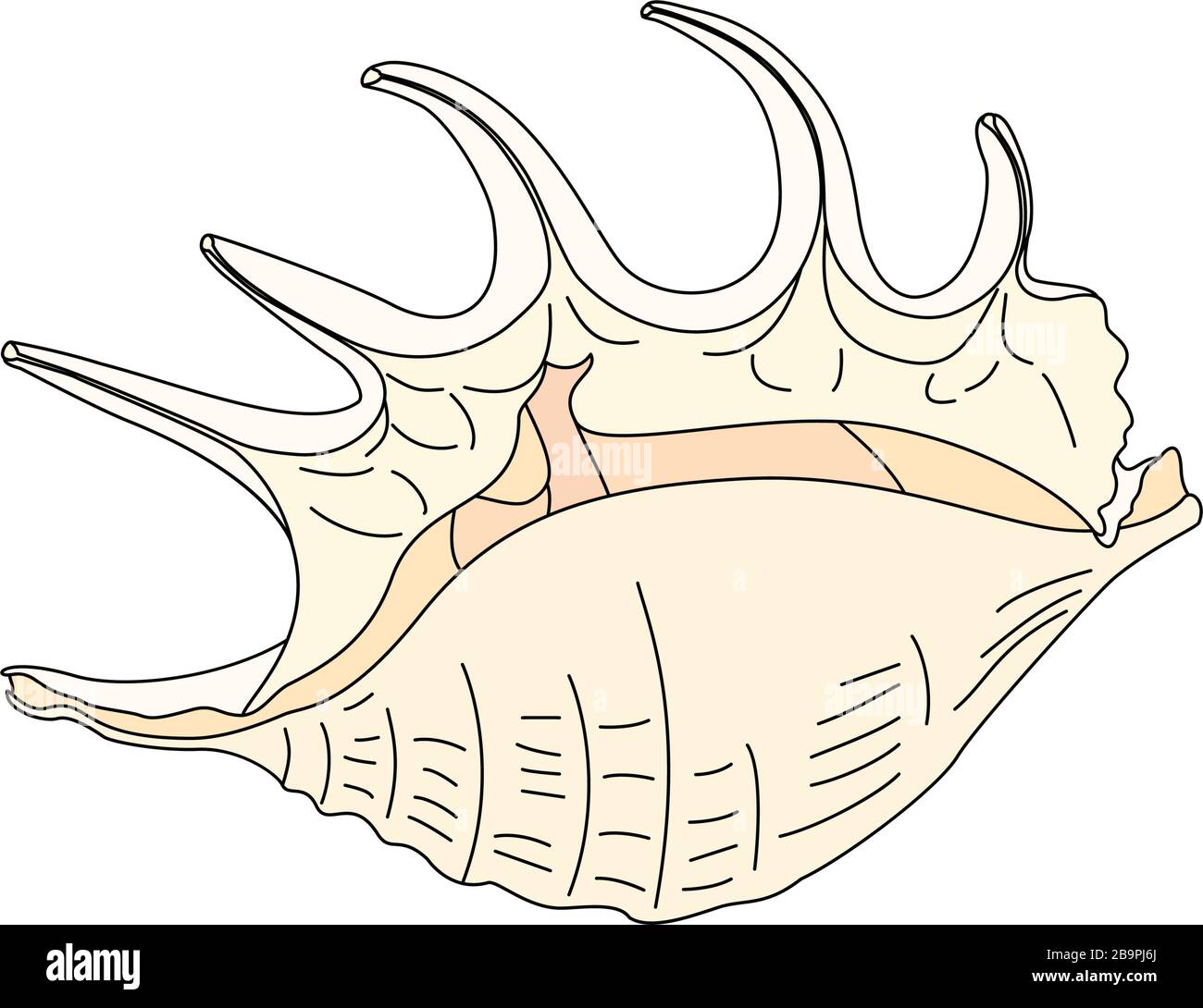 vector sea beach object clip art. Shell, seashell Stock Vector Image ...