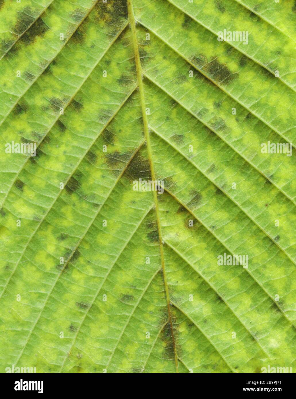 Colorful green autumn leave season concept. Fall autumn leaf texture ...