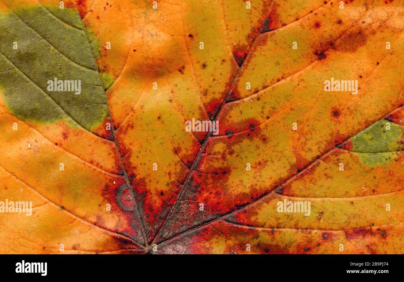 Colorful texture of autumn leaf. Autumn leaf texture background Stock ...