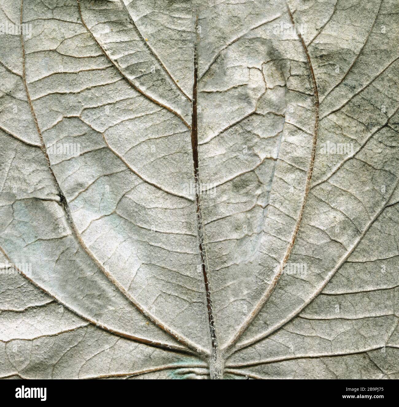 Autumn aspen leaf backside texture. Silver aspen leaf Stock Photo - Alamy