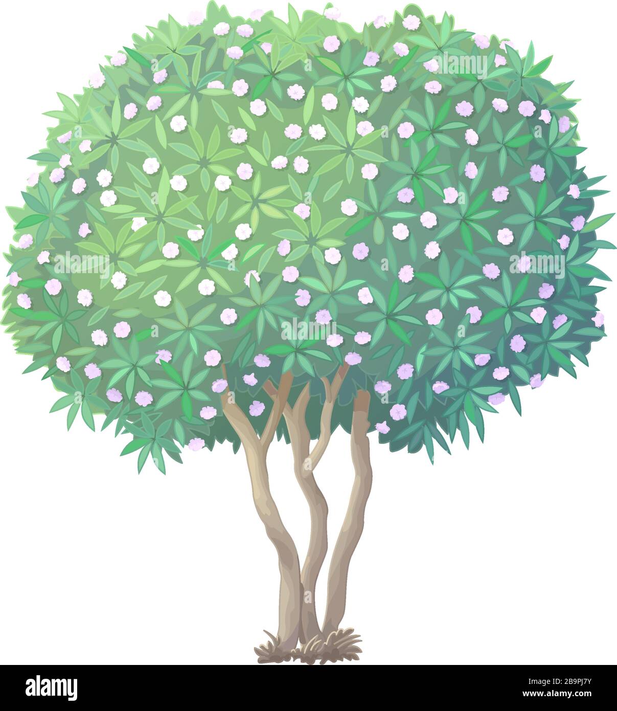 vector handdrawn plant clipart blooming Oleander tree Stock Vector ...