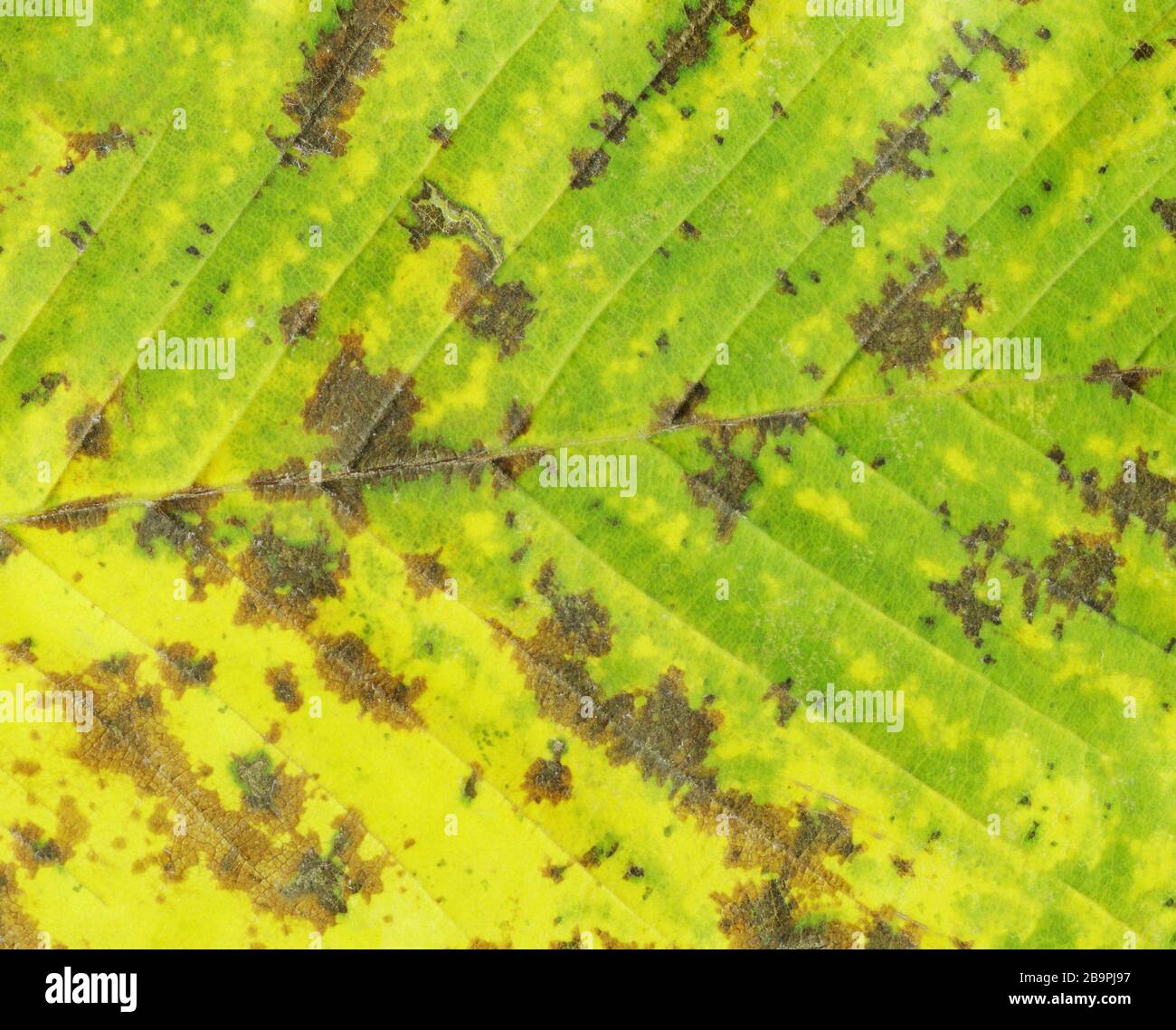 Colorful green autumn leave season concept. Fall autumn leaf texture ...