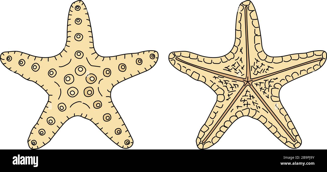 Line art style starfish Cut Out Stock Images & Pictures - Alamy