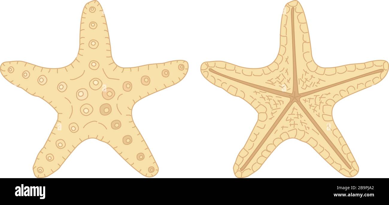 Starfish Beach Clip Art