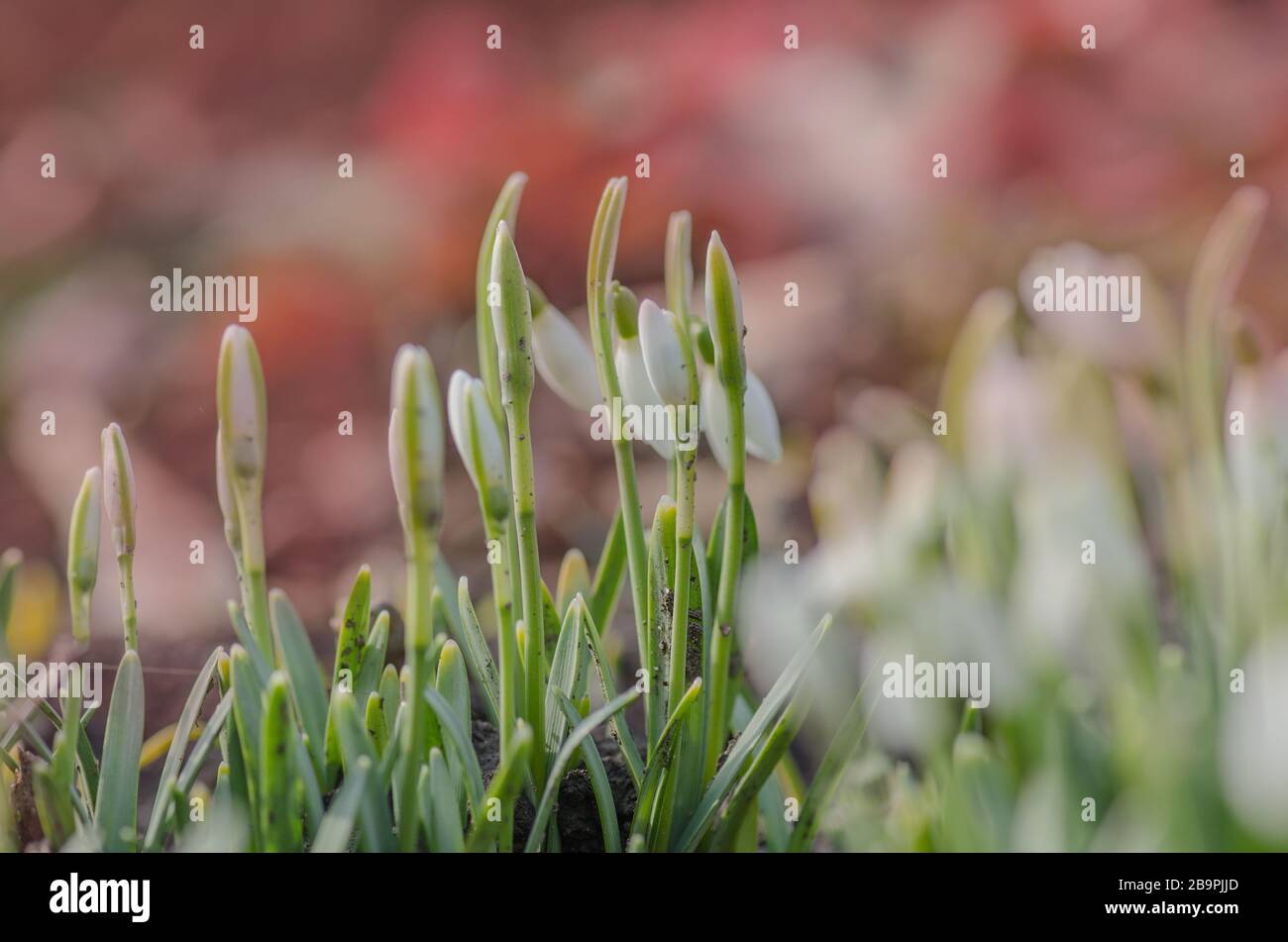 Snowdrop bud hi-res stock photography and images - Alamy