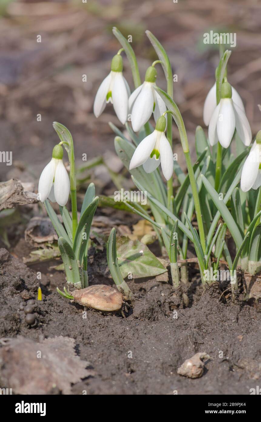 Snowdrop flower with soft background. Growing snowdrops in a forest ...