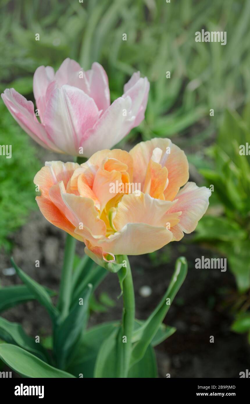 Tulips orange plant in garden. Orange tulips Ace Pink blooming Stock ...