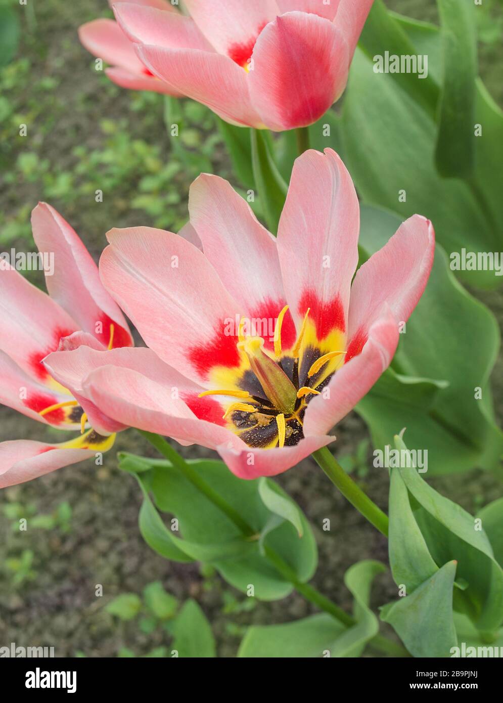 Two tone tulip hi-res stock photography and images - Alamy