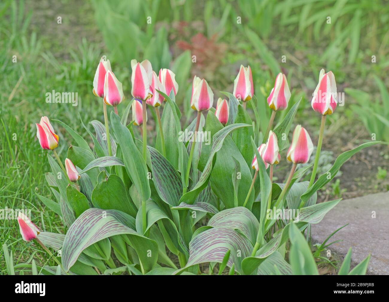 Sturdy stems hi-res stock photography and images - Alamy